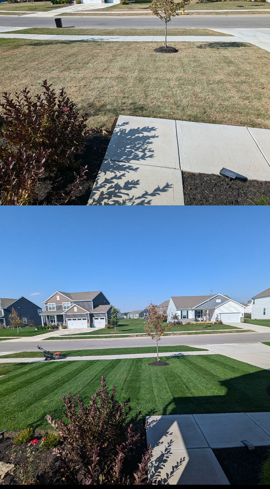 Before and After Results – LAWN LIFE