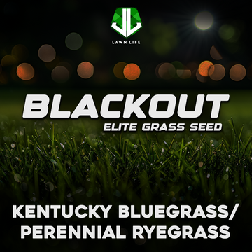 BLACKOUT Grass Seed – LAWN LIFE